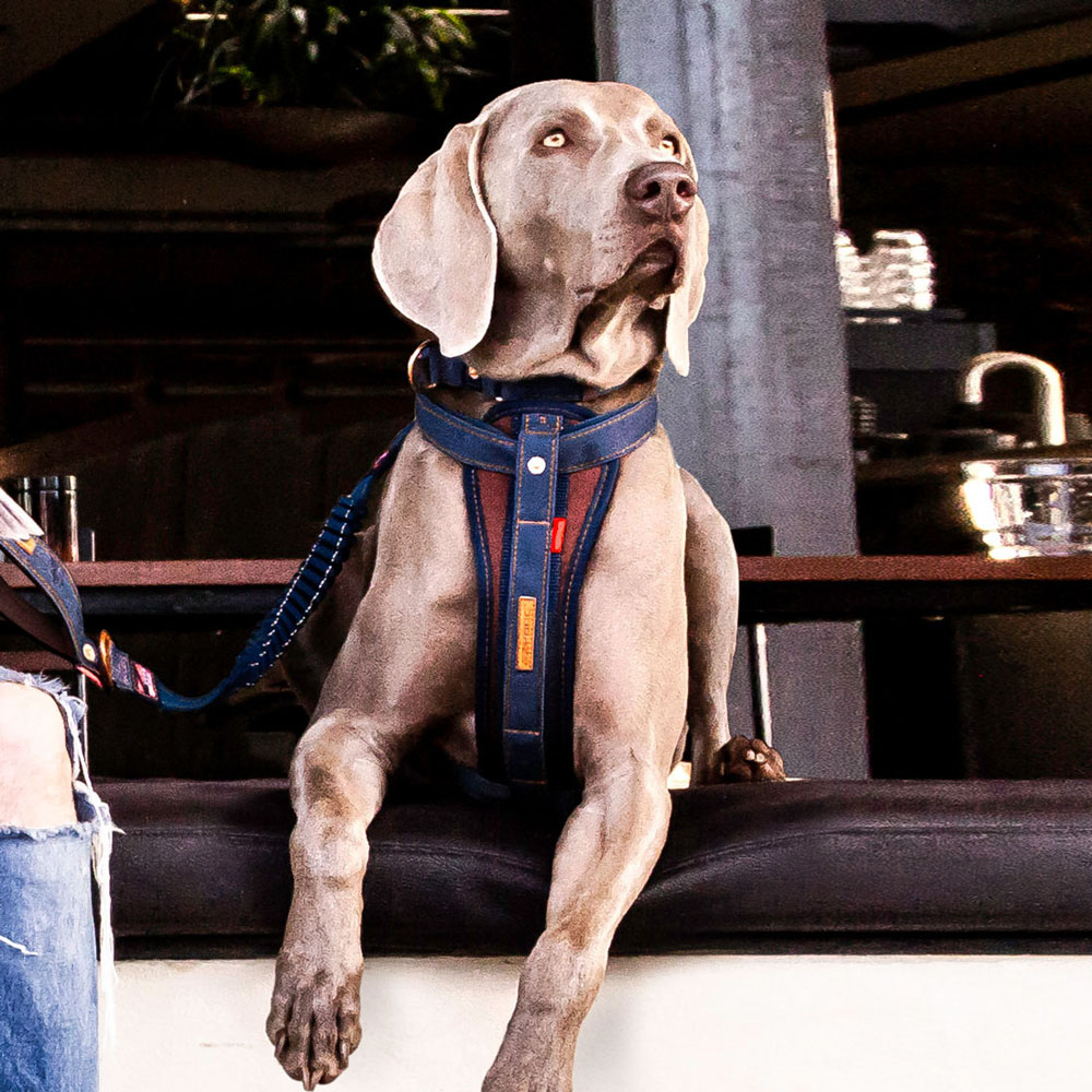 澳洲EZYDOG｜狗體工學胸背帶 丹寧 M | 有.設計 uDesign