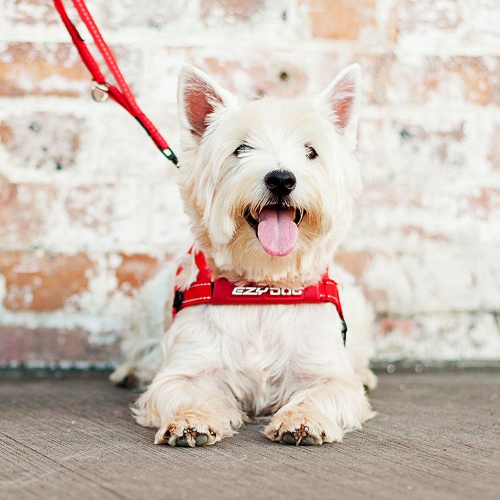 澳洲EZYDOG｜快套式胸背帶 多色系 XXS | 有.設計 uDesign